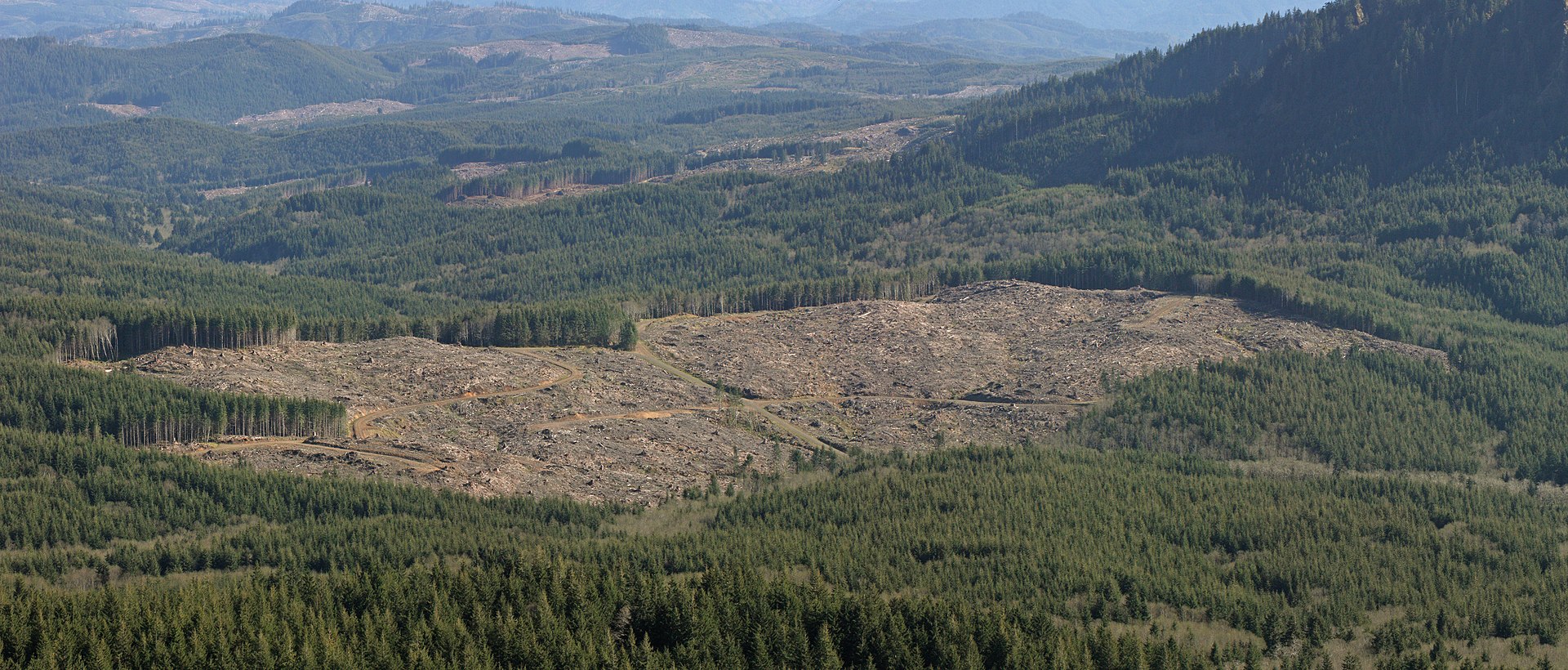 Forests mitigate flood risk at watershed scale - Kisters