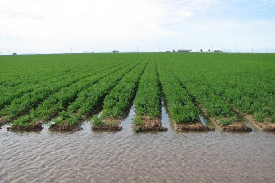 Maximizing water efficiency in fertile croplands - Kisters